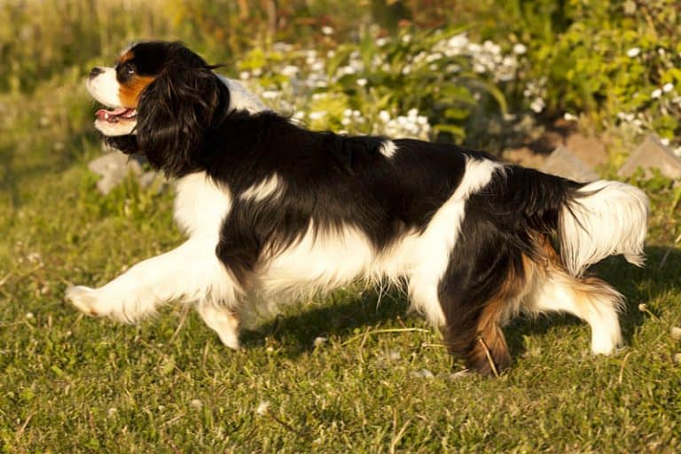 21 Tricolored Dog Breeds - (+ How Color Genetics Works) - PlayBarkRun