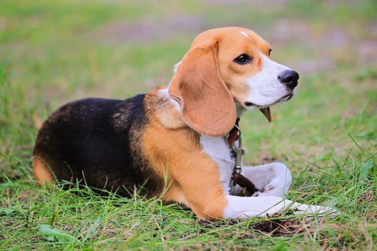 21 Tricolored Dog Breeds - (+ How Color Genetics Works) - PlayBarkRun