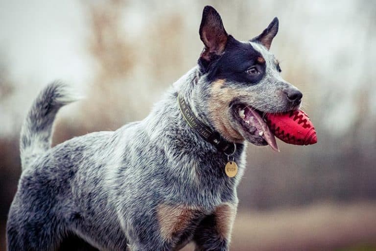 21 Tricolored Dog Breeds - (+ How Color Genetics Works) - PlayBarkRun