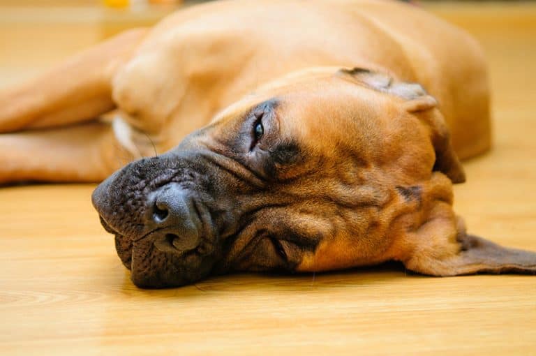 9 Calm & Low Energy Dog Breeds - PlayBarkRun