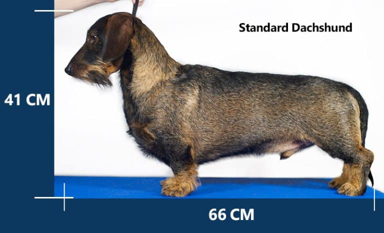 Mini Dachshund vs Standard - Size and Temperament - PlayBarkRun