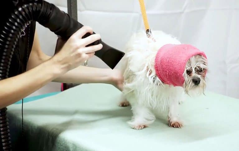 How To Dry Dogs After A Bath - Professional Groomer Explains - PlayBarkRun