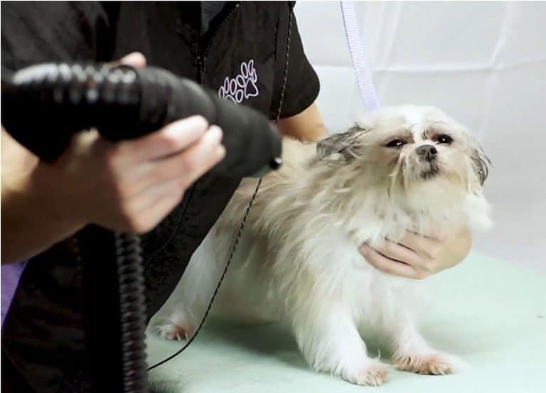 How To Dry Dogs After A Bath - Professional Groomer Explains - PlayBarkRun